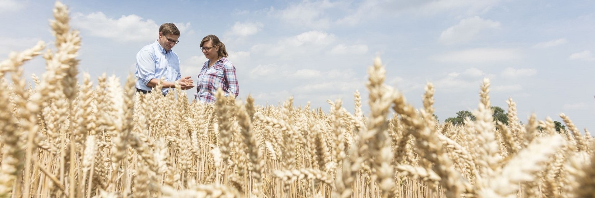 Strube D&S GmbH | Weizen