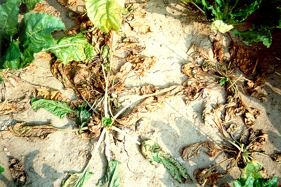 Rhizoctonia