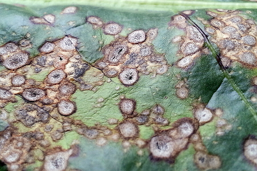 Cercospora